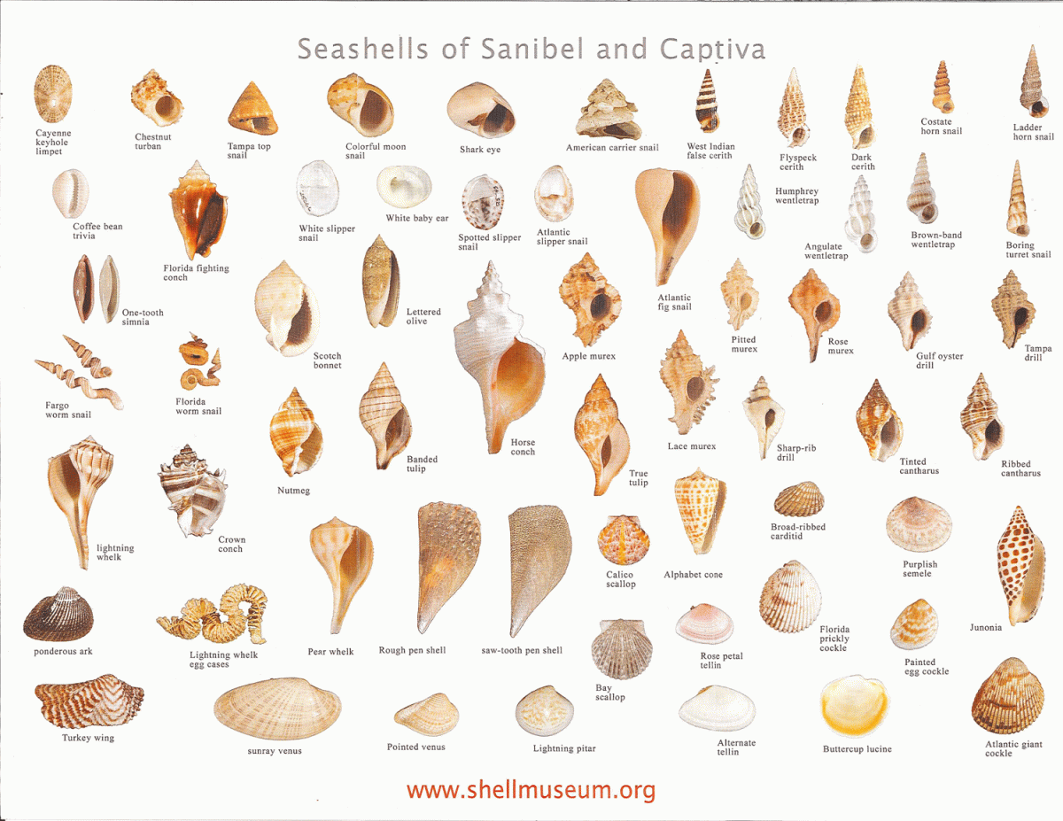 Sanibel Island Voted ‘Best Shelling Beach’ - Sanibel & Captiva Chamber